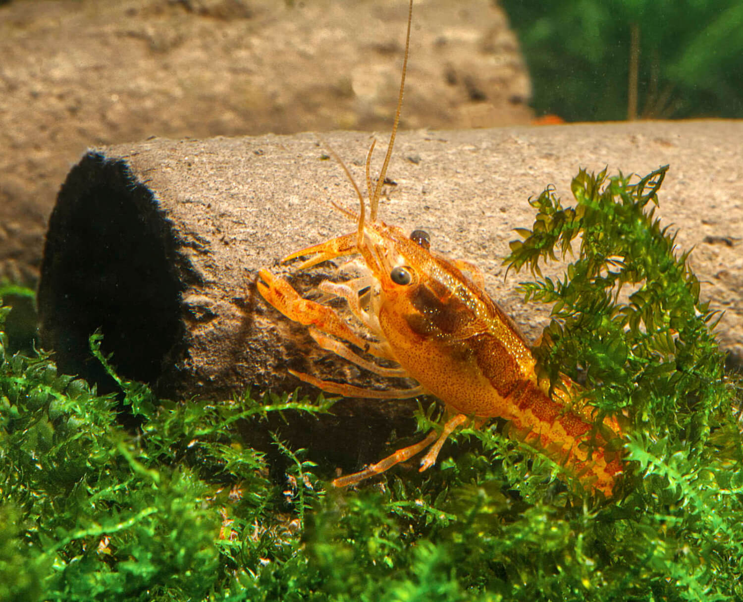 Crispy Caves - edible tubes for ornamental shrimp | GlasGarten